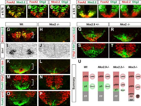 Figure 1 From A Homeodomain Feedback Circuit Underlies Step Function Interpretation Of A Shh