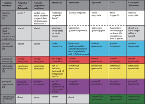 Hypothesized Potential Identities Of The Tendinous Structures In The