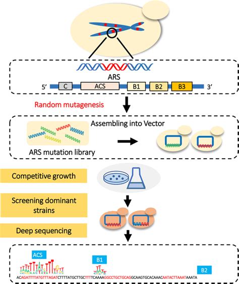 Methods Of Ars Mutagenesis Mut Ars‐seq Mut Ars‐seq Is Based On