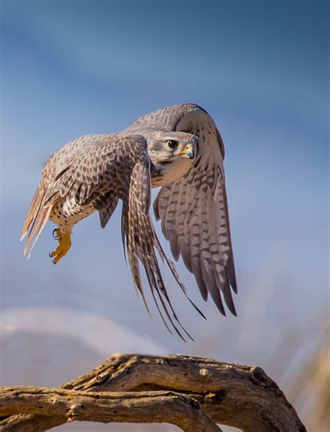 Prairie Falcon Audubon Field Guide