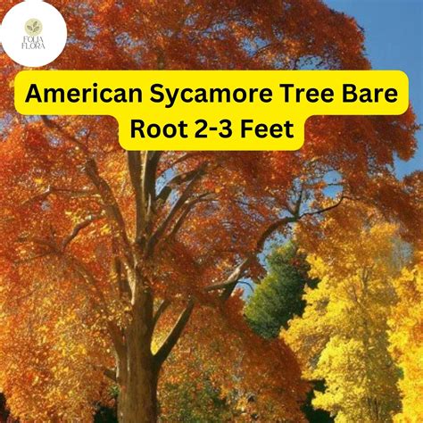 1 Platanus Occidentalis American Sycamore Tree 2 3 Ft Live Bare Root