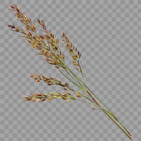 Psd Sedge Branch Low Growing And Grass Like With Triangular Stem
