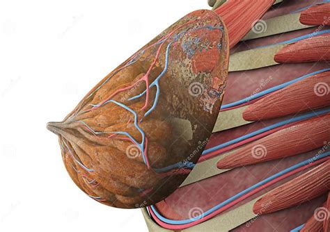 Anatomía De La Representación Femenina Del Pecho 3d Stock De