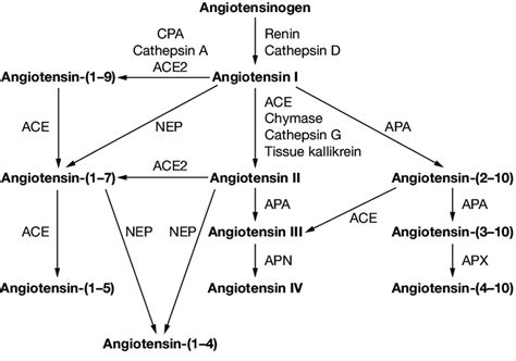 A Contemporary View Of The Synthesis And Metabolism Of Angiotensin And