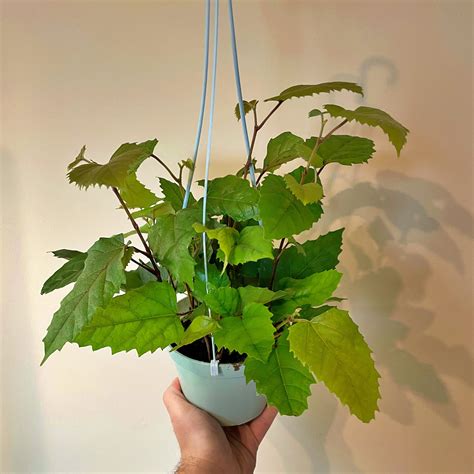 Cisus Australijski P13 Skimia