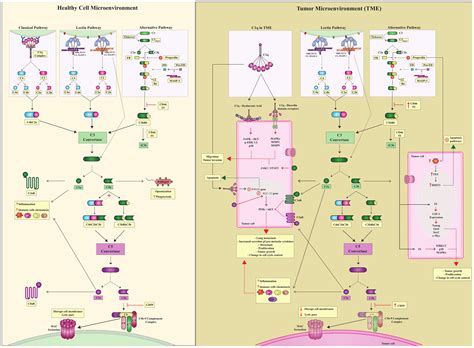 Frontiers Non Canonical Extracellular Complement Pathways And The