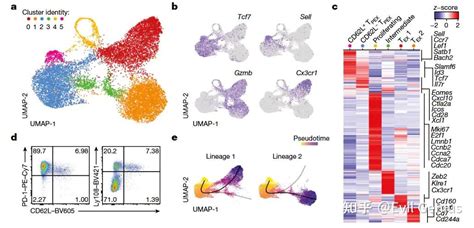 单细胞轨迹分析之应用篇 知乎