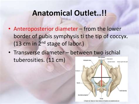 The Passage Maternal Pelvis Pptx