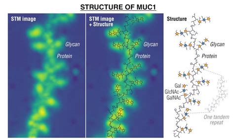 Single Protein Molecular Structure