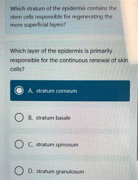 Solved Which Stratum Of The Epidermis Contains The Stem Cells