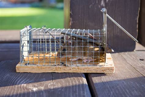 4 Best Mouse Traps To Get Mice Out Of Your Shed Pest Pointers