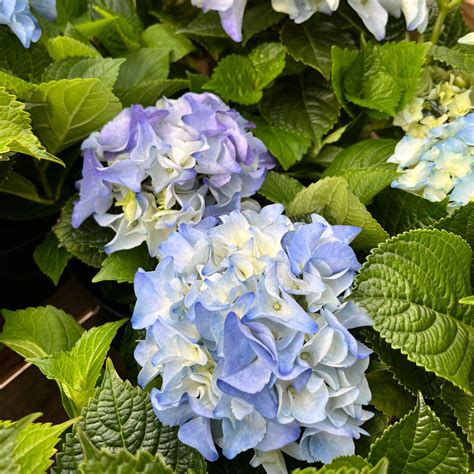 Hydrangea Macrophylla Early®blue™ Lowensvlei Flower Farm