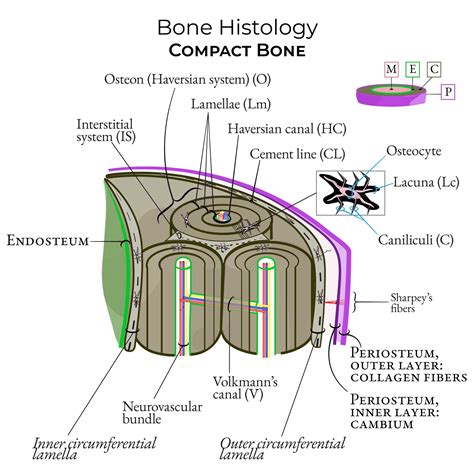 Compact Bone Histology Labeled