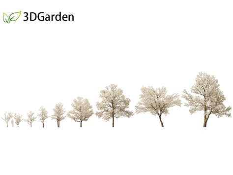 Tabebuia Roseoalba White Ipe 3d Model 3dgardenplants
