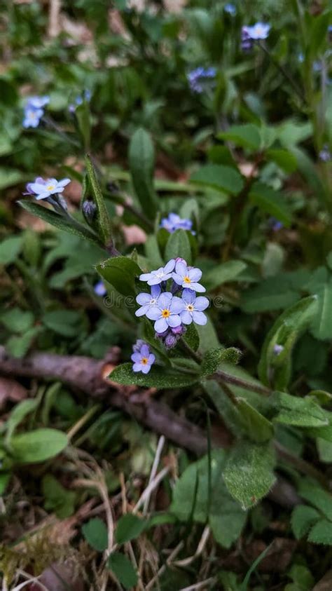 Delicate Forget Me Nots Blooming In Pruhonice Park Czechia Floral