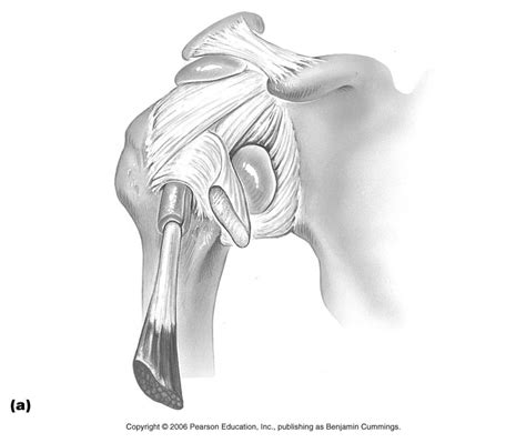 Anatomy Lab 4 Anterior Shoulder Diagram Quizlet