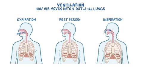 Video Breathing Cycle And Regulation
