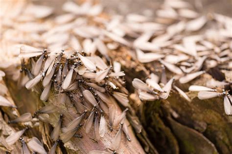 What Does Termites With Wings Look Like