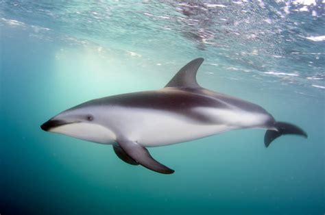 Dusky Dolphin Underwater