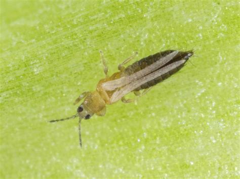 Thrips De Loignon Thrips Tabaci3 Iriis