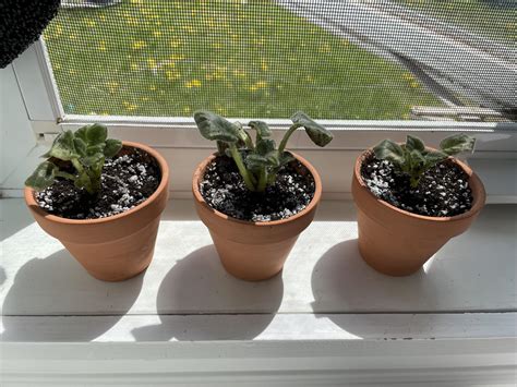 Small Little Planter Box Used Flex Seal And Plexiglass On The Bottom Of Each Box To Create A