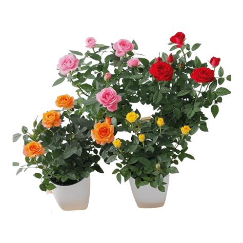 Mini Rosas Bolaverde Peru