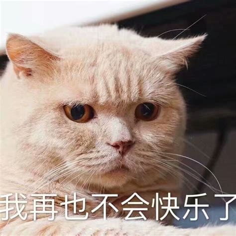 超认真表情包 千图网