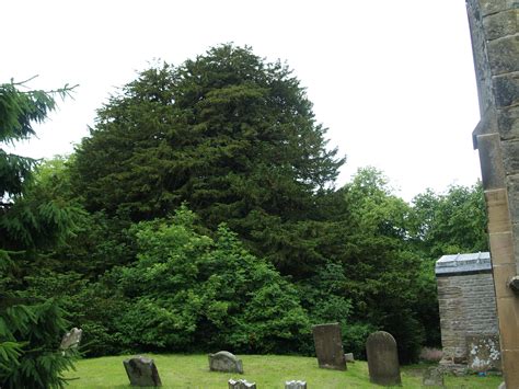 Monyash 4184 Ancient Yew Group