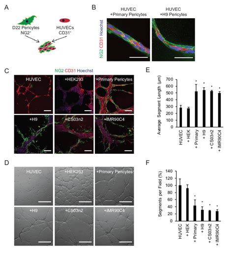 Hpsc Derived Pericyte Like Cell Assembly With Endothelial Cells A