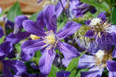 Photo Of Clematis Juuli Clematis