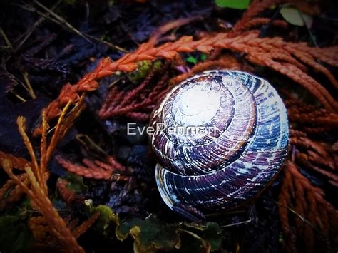 Pnw Snail Shell By Evepenman Redbubble