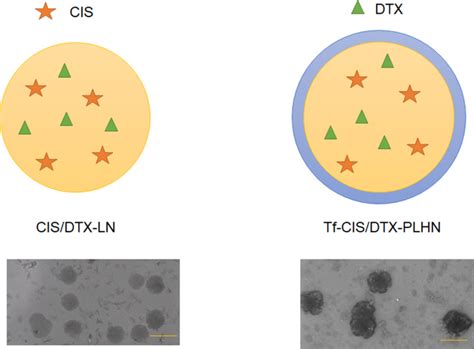 Transferrin Decorated Protein Lipid Hybrid Nanoparticle Efficiently