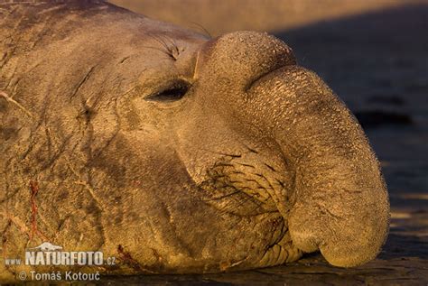 Mirounga Leonina Pictures Southern Elephant Seal Images Nature Wildlife Photos Naturephoto