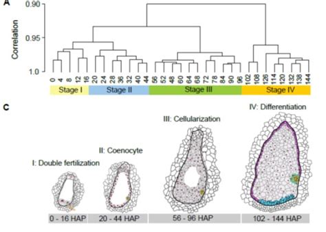 High Temporal Resolution Transcriptome Landscape Of Early Maize Seed
