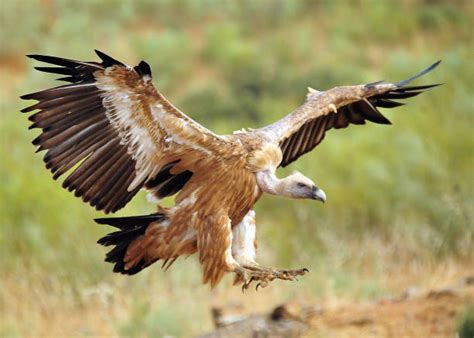 1 300 Hering Hitam Eurasia Foto Foto Foto Stok Potret And Gambar Bebas Royalti Istock