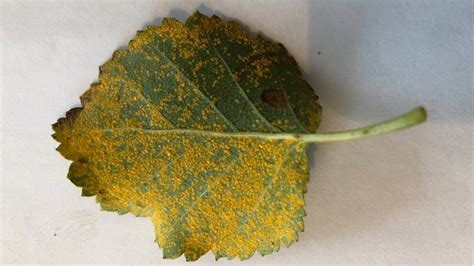 Allergi Mot Bjørkerust Kan Gi Plager Langt Ut På Høsten Nrk Nordland