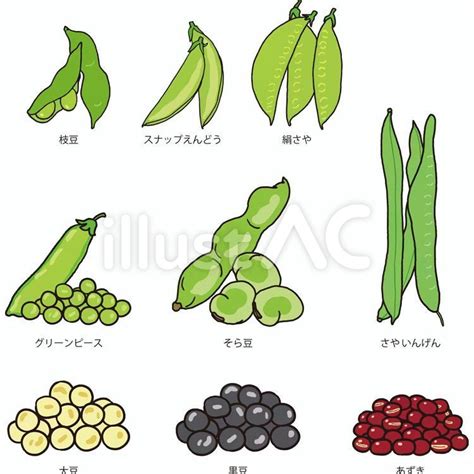免費矢量 豆類集