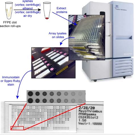 Proteomic Workflow Using Formalin Fixed Paraffin Embedded Ffpe Download Scientific Diagram