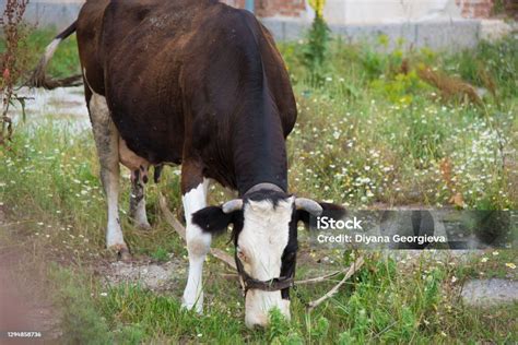 Seekor Sapi Muda Merumput Rumput Hijau Di Desa Kecil Yang Cantik Foto