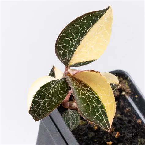 Anoectochilus Formosanus Variegated Jewel Orchid Wk36 G