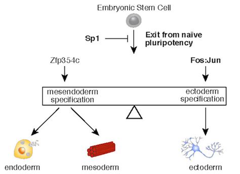 A Gene Regulatory Network Controls The Balance Between Mesendoderm And Ectoderm At Pluripotency