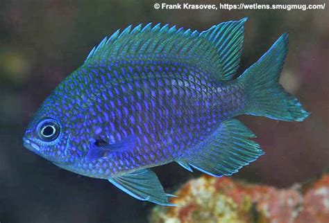 Purple Fish Species