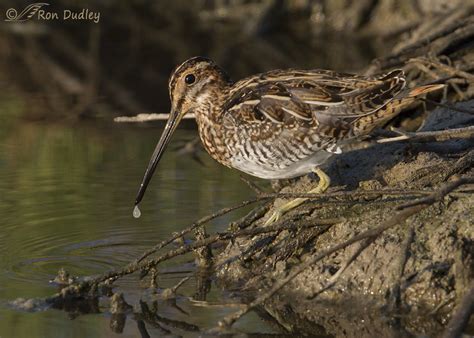 Wilsons Snipe Feathered Photography