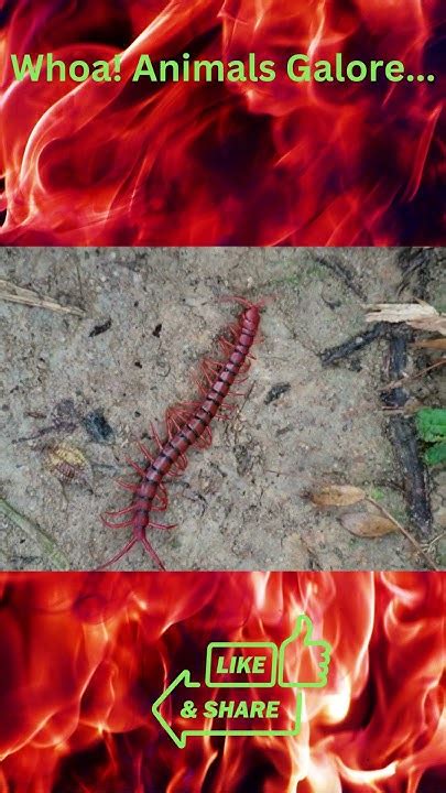 Centipedwhoa Animals Galore Shorts Youtube