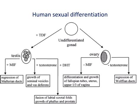 Disorder Of Sex Differentiation Presentation Pdf
