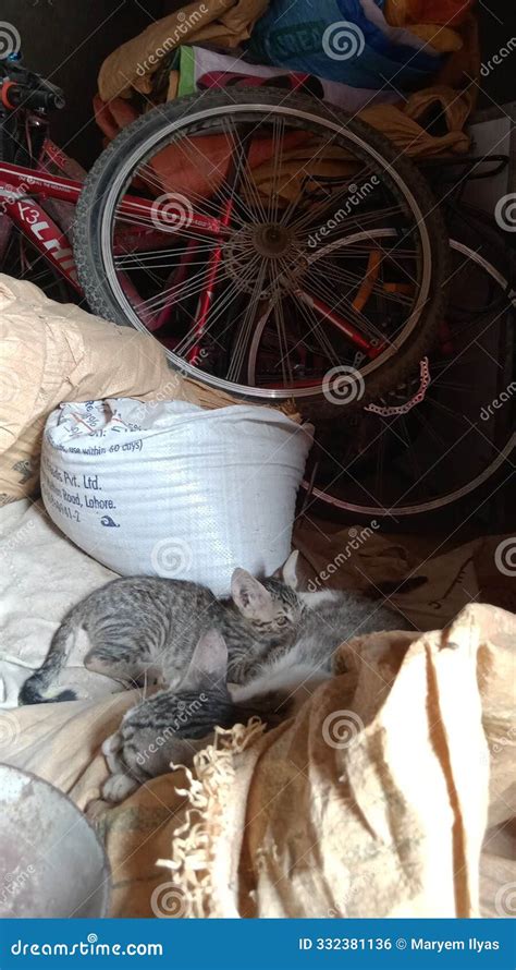 Kitty Drinking Milk From His Mother Editorial Photo Image Of Wheel