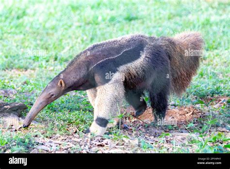 Giant Anteater Cute Animal From Brazil Myrmecophaga Tridactyla