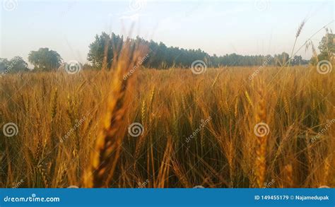 Взгляд крупного плана колосков или рож ячменя в поле ячменя Стоковое