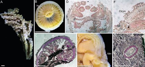 Figure 1 From Evolution And Phylogeny Of Glass Sponge Associated