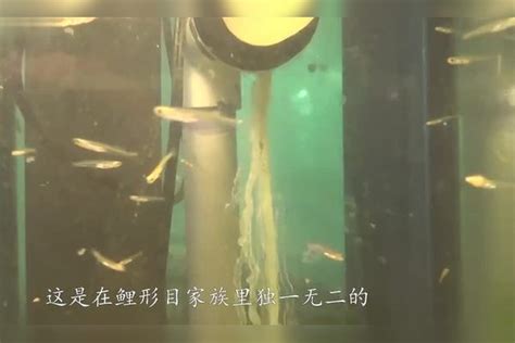 深海怪兽！巨大的嘴中布满獠牙，用发光器吸引猎物上钩！獠牙猎物怪兽